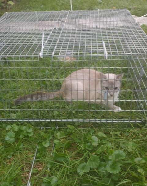 Humane Trapping – Tips for Hard to Catch Cats | Feral Cat Focus