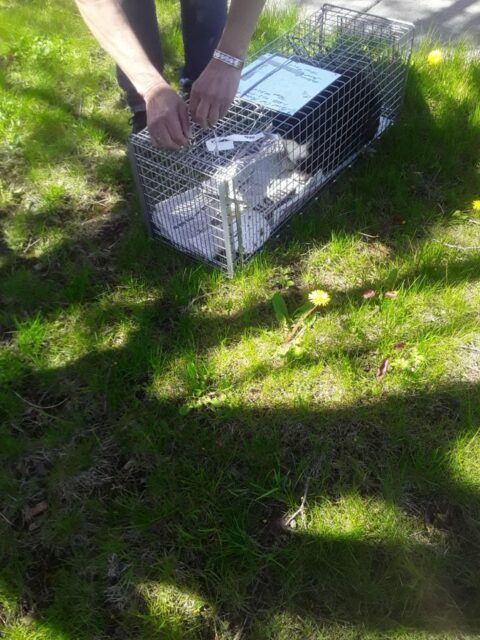 Humane Trapping – Trapping Basics | Feral Cat Focus